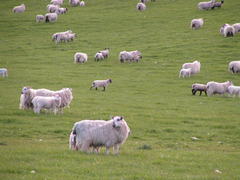 Pre-Mating Management Of The Flock | Helping farmers in Scotland | Farm ...