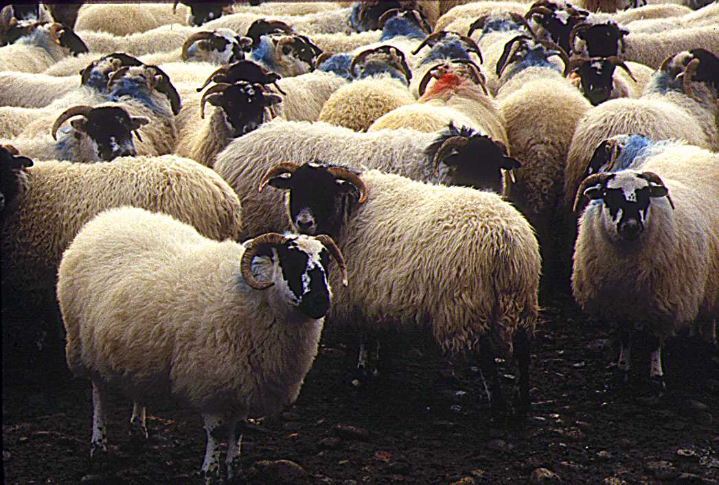 Maedi Visna MV On The Increase Helping Farmers In Scotland