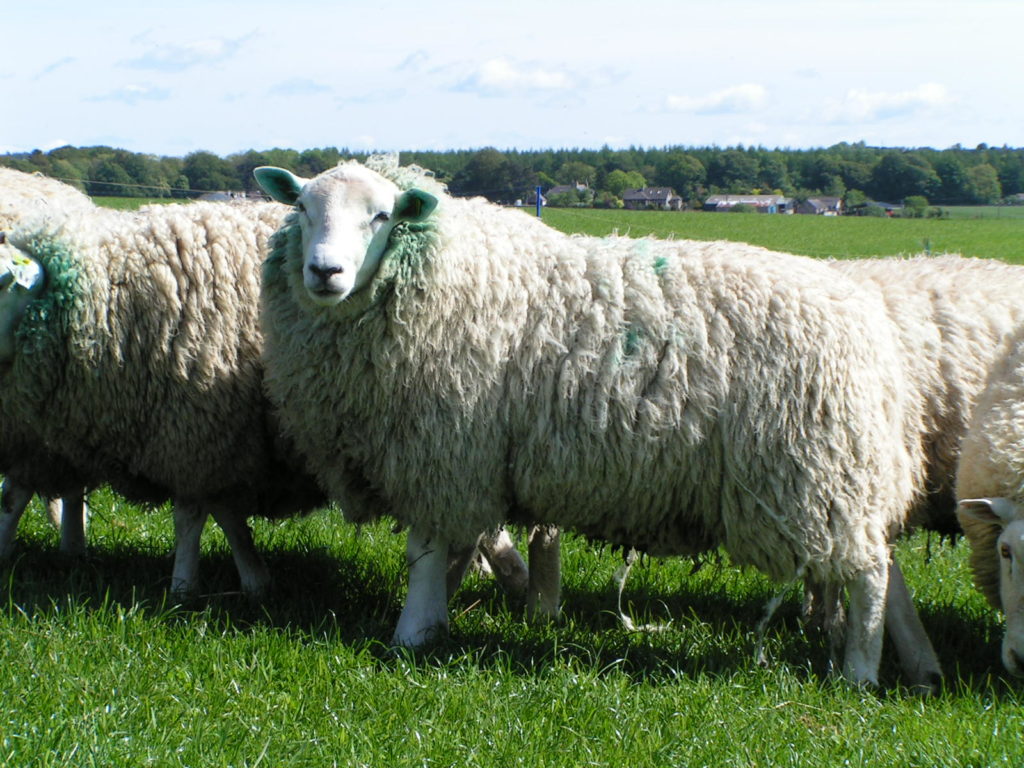 Time for a ram MOT | Helping farmers in Scotland