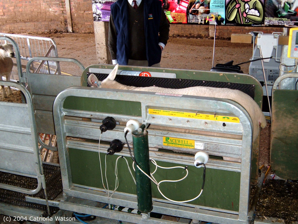 Scanning Ewes | Helping farmers in Scotland