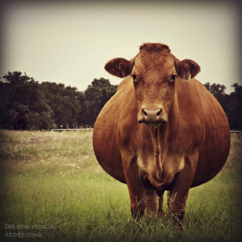 Warning - Fat Cows! | Helping farmers in Scotland