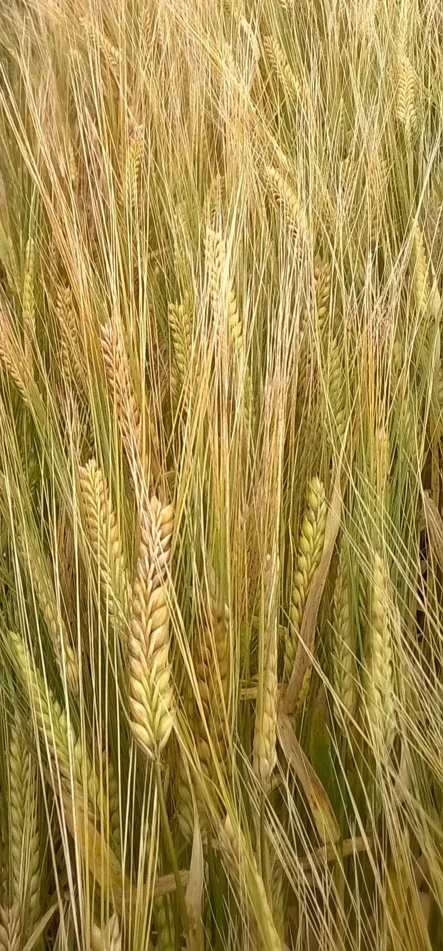 Winter Barley Growth Stage Update - Late June 2020 | Helping farmers in ...