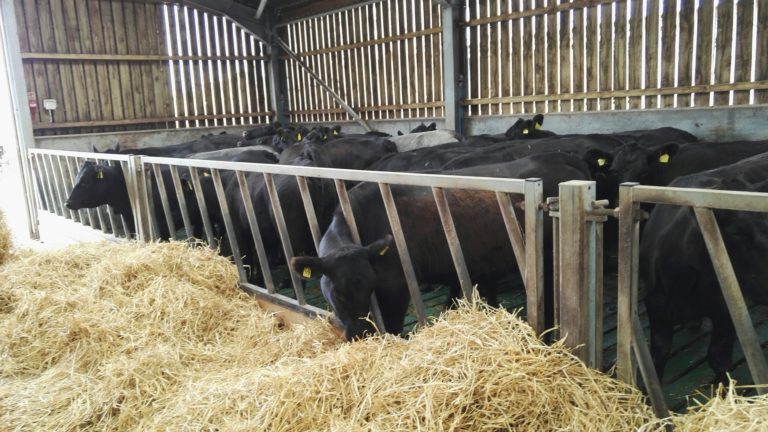 Cattle Finishing | Helping farmers in Scotland