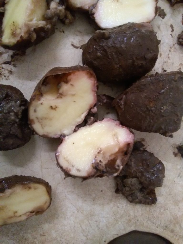 Wet summer raises risk of potato storage rots | Helping farmers in Scotland