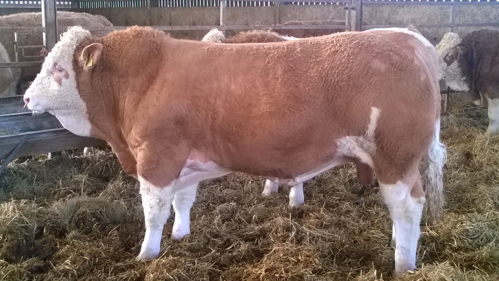 Bull Management | Helping farmers in Scotland