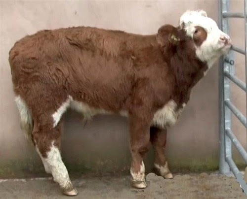 Sweating – A Sign Of Major Problems | Helping farmers in Scotland ...