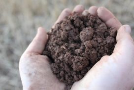 Practical Guide: Soil sampling I - How to take a soil sample ...