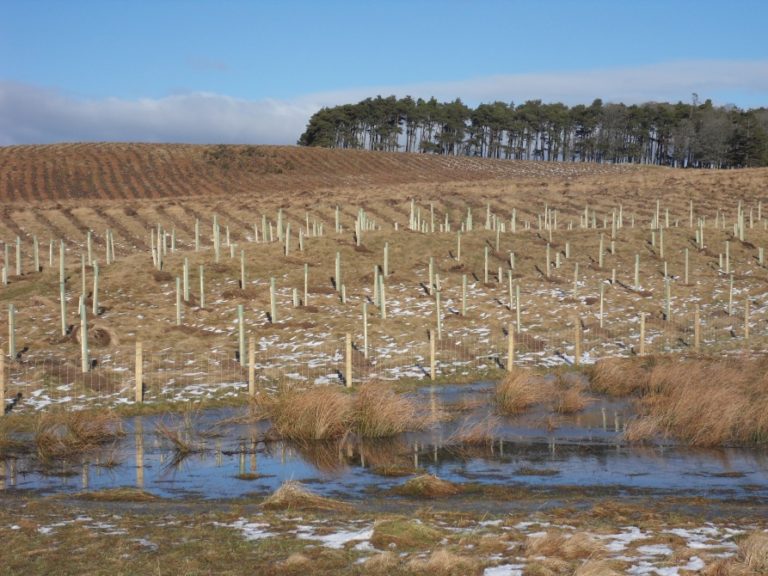 Commercial Forestry Planting on an Active Farm - Event Summary ...