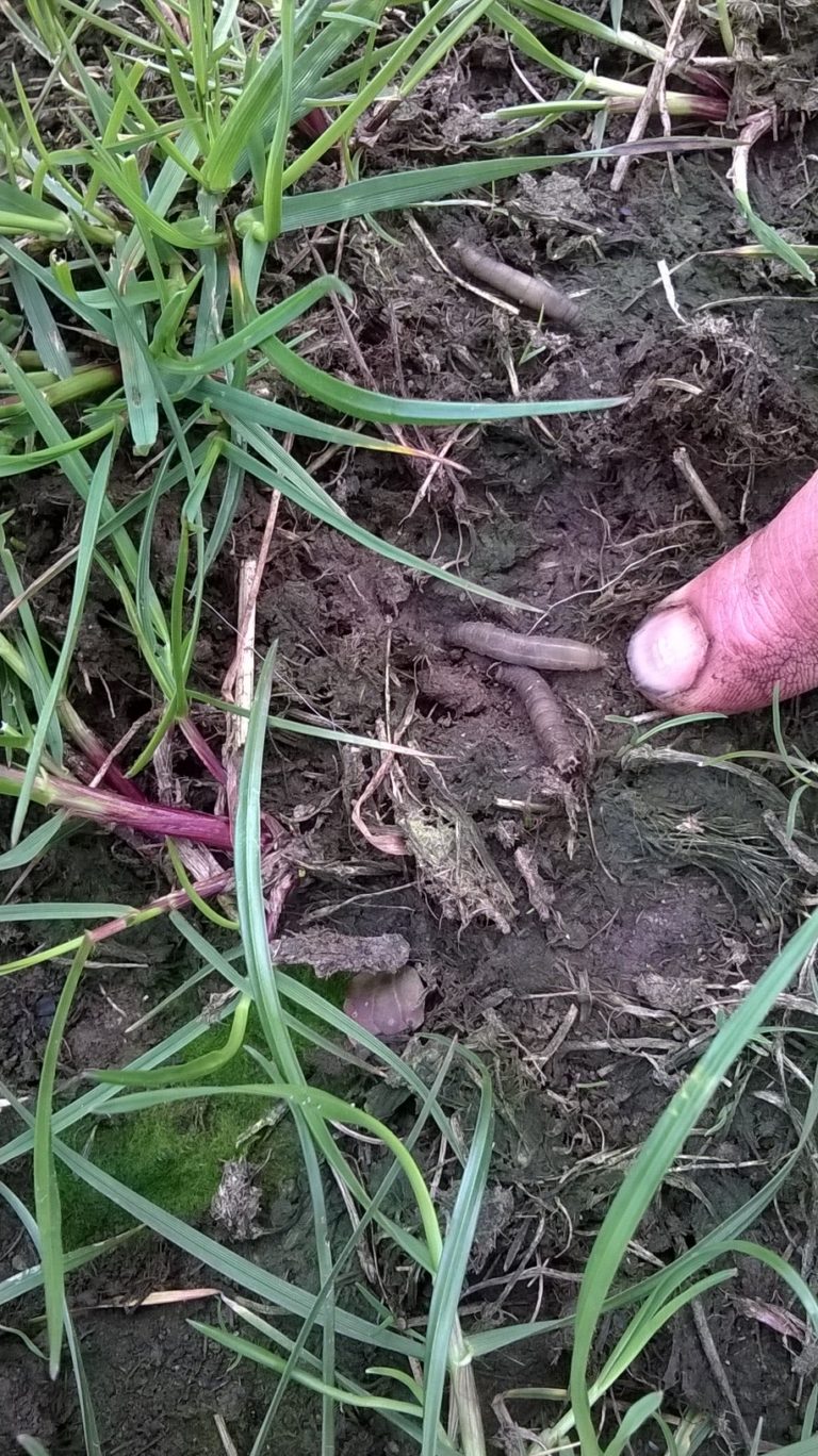 Pests in Spring barley, April 2019 | Helping farmers in Scotland | Farm ...