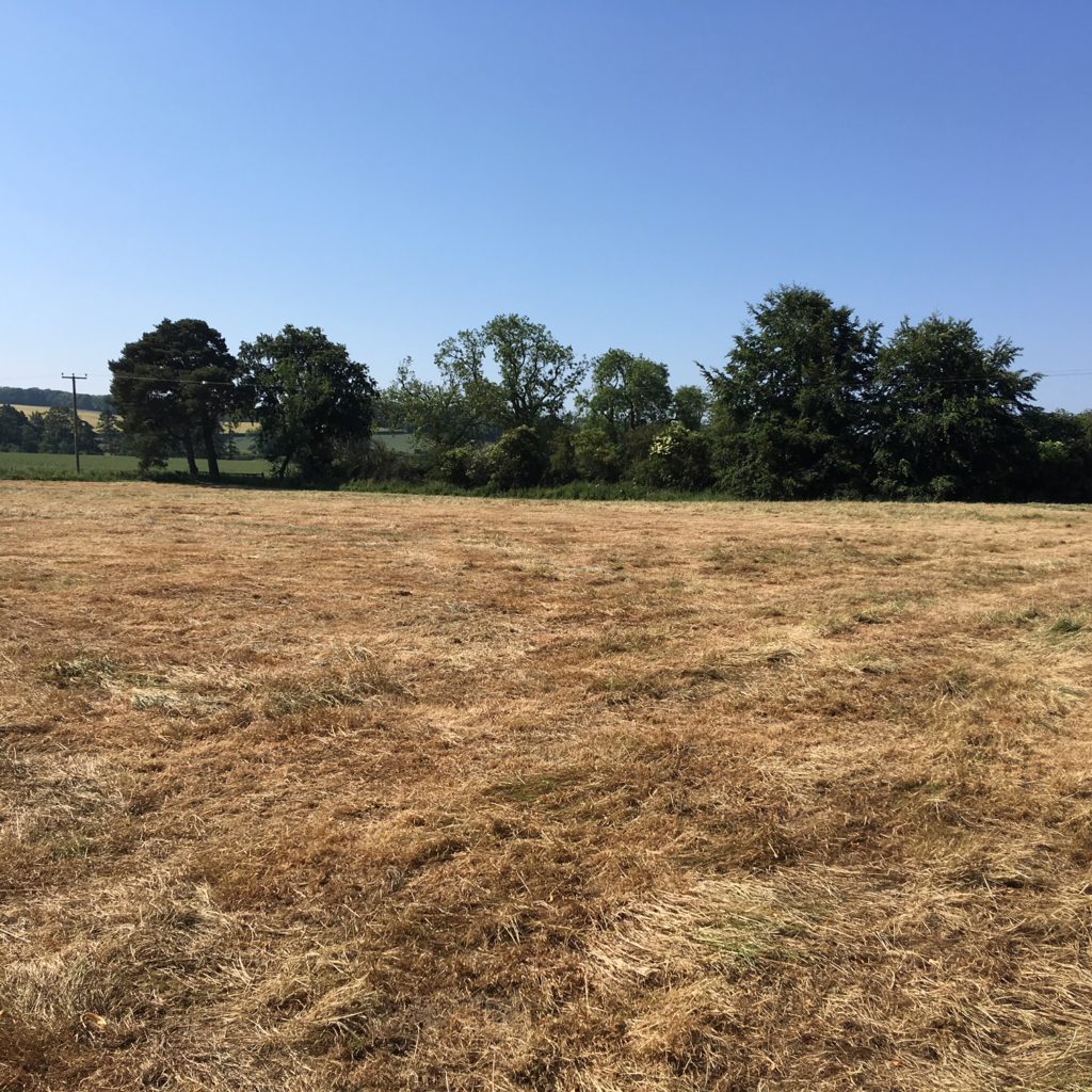 Grassland and Forage Cattle | Helping farmers in Scotland | Farm ...