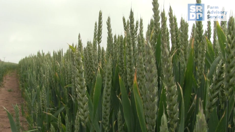 Integrated Crop Management - Tools for crop protection | Information ...