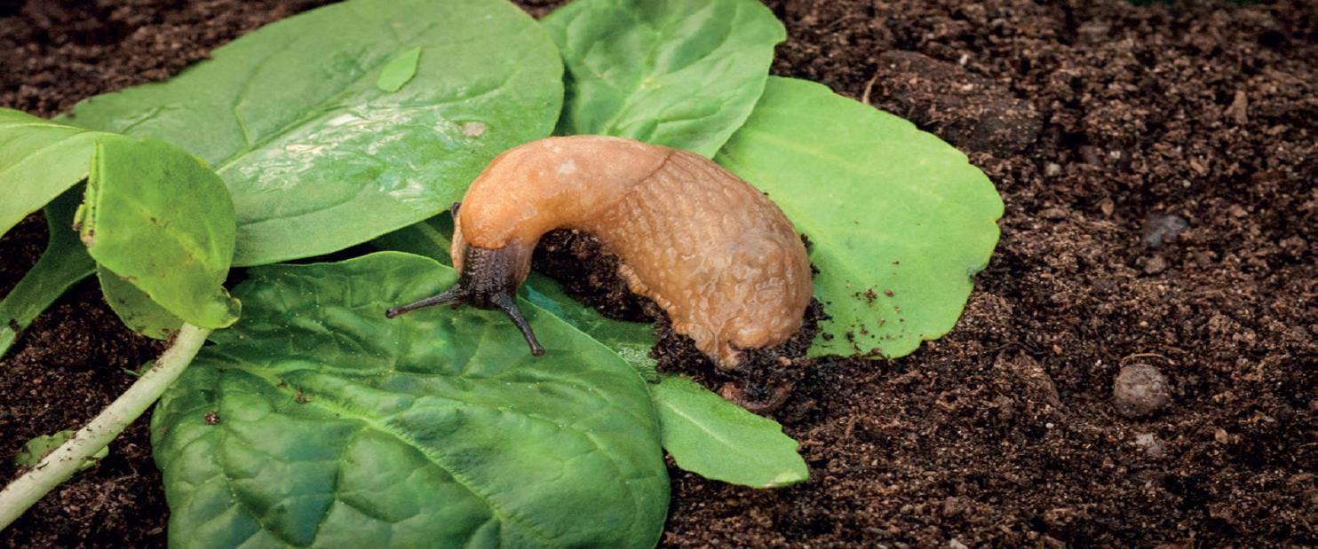 Forward planning - slugs | Helping farmers in Scotland | Farm Advisory ...