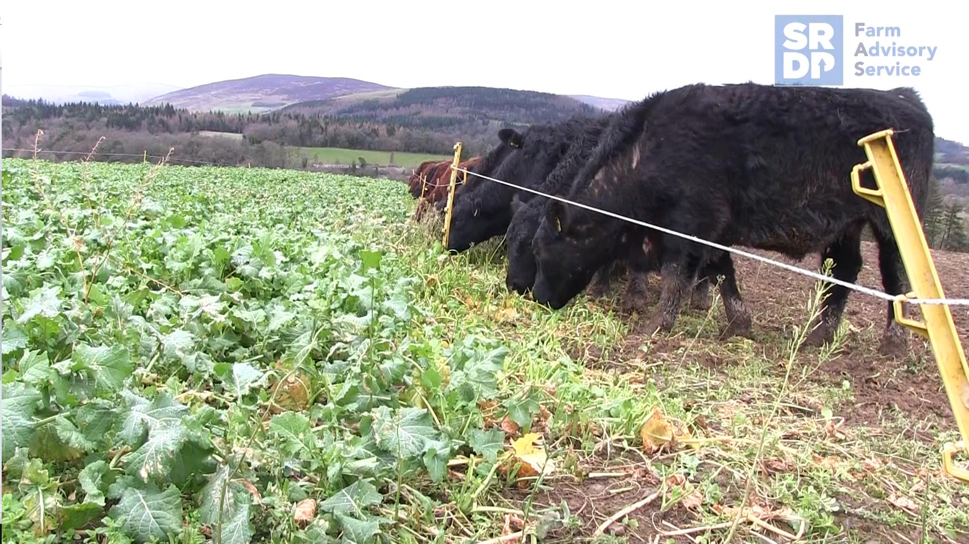 Video: Forage crops for an organic system | Information helping farmers ...