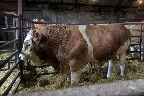 EBV Resources | Helping farmers in Scotland | Farm Advisory Service