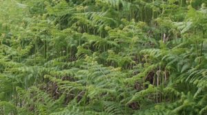 Bracken Control | Helping farmers in Scotland