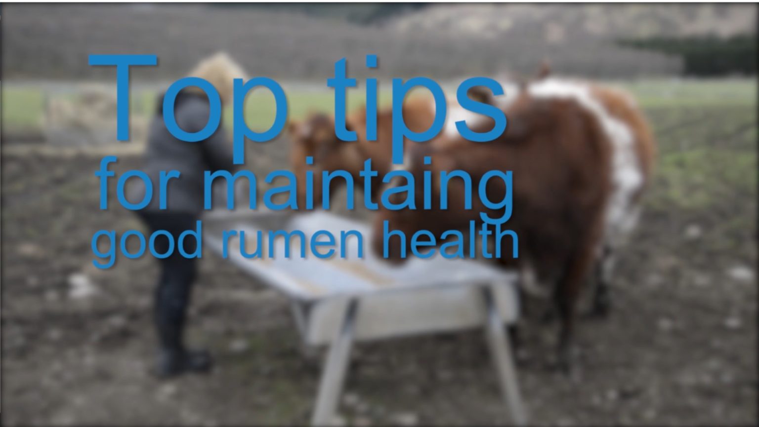 A guide to the rumen | Helping farmers in Scotland | Farm Advisory Service