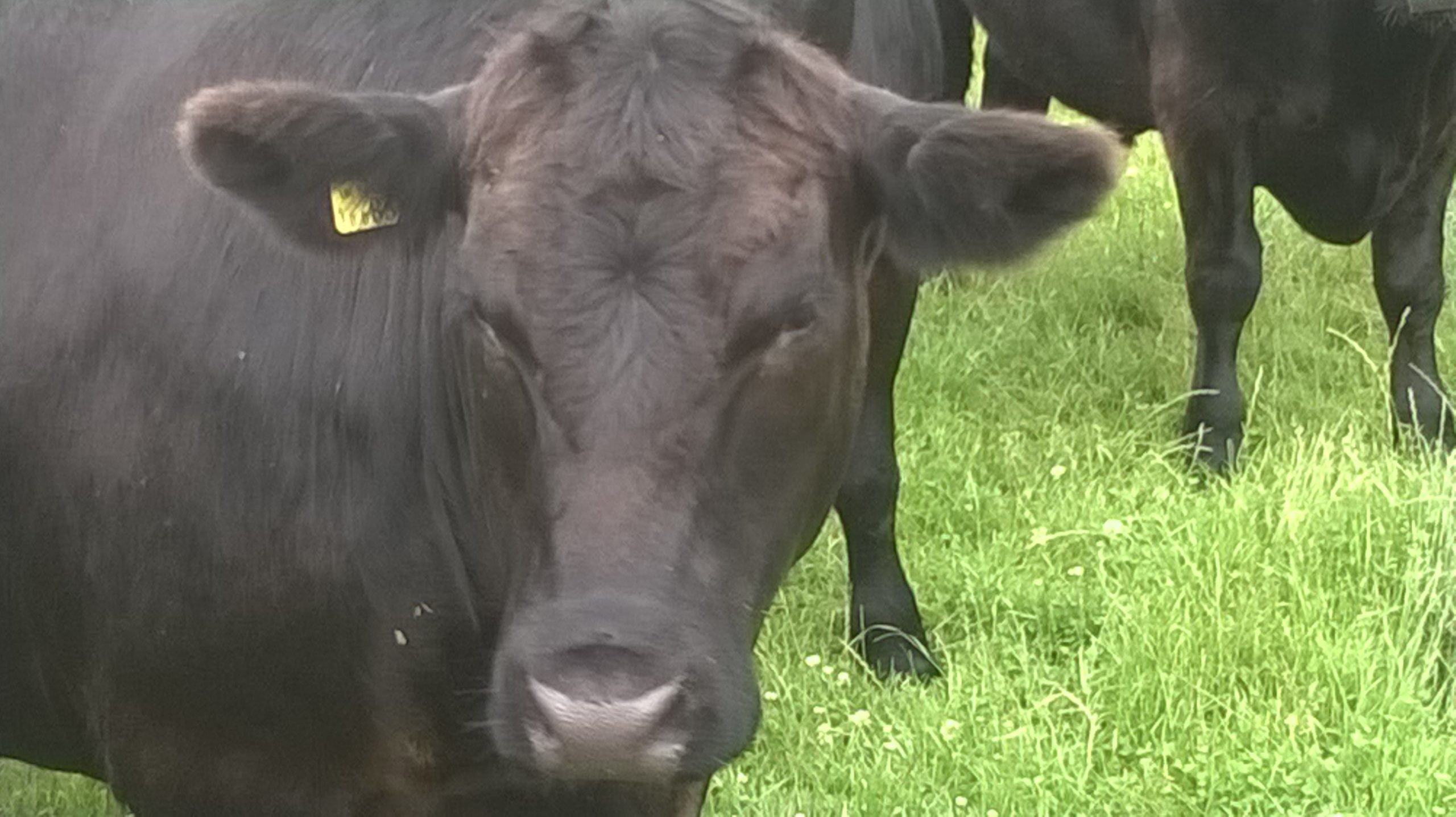 Growing And Finishing Cattle At Grass | Helping farmers in Scotland