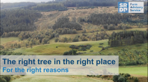 The Right Tree in the Right Place - For the right reasons (Video ...