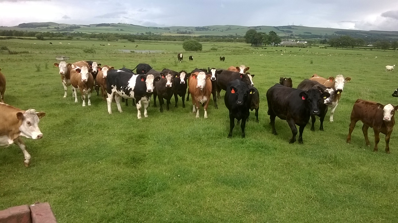 Beef Nutrition | Helping farmers in Scotland | Farm Advisory Service