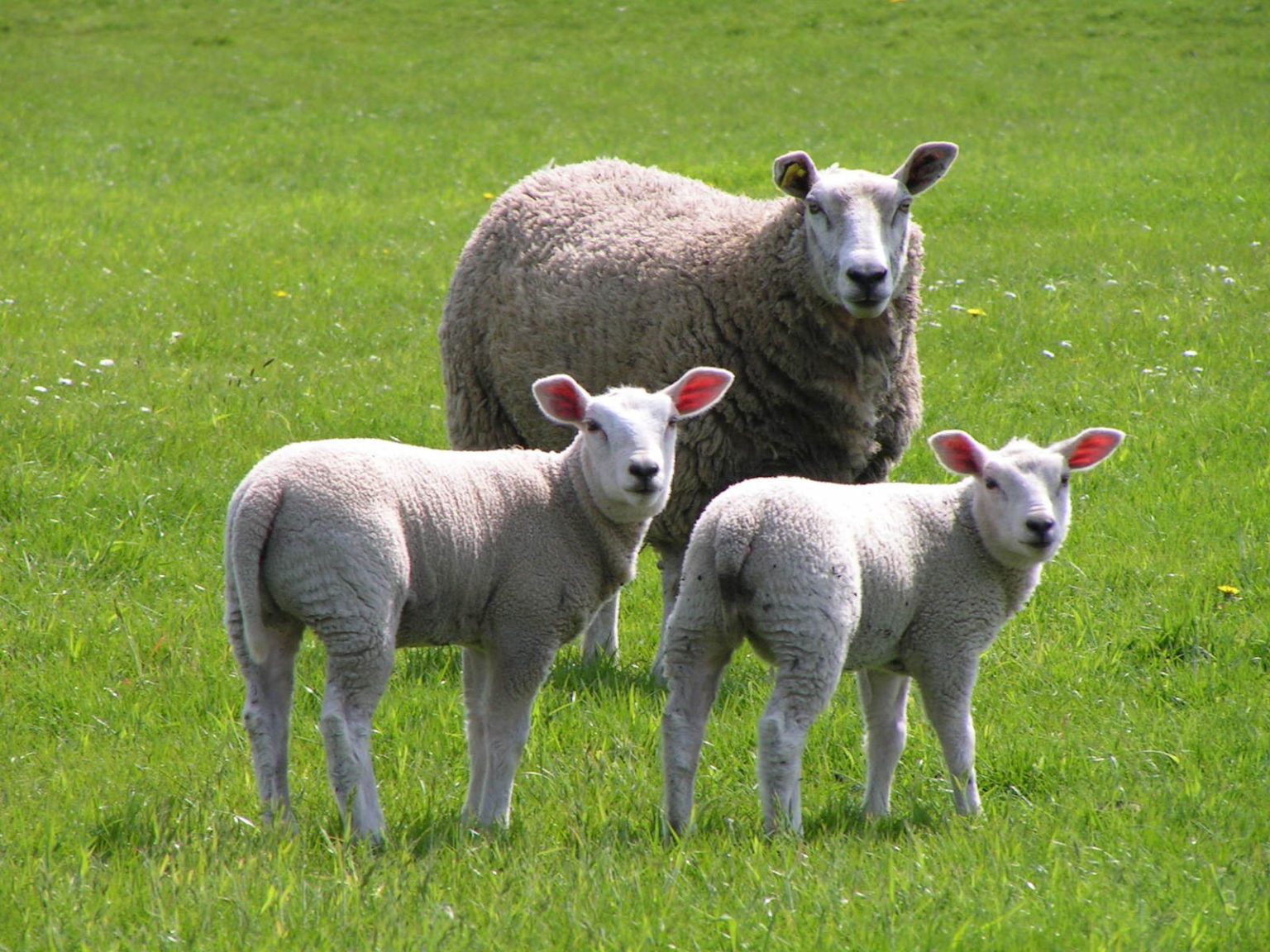 Sustainable Farming - Sheep Interventions | farmers in Scotland