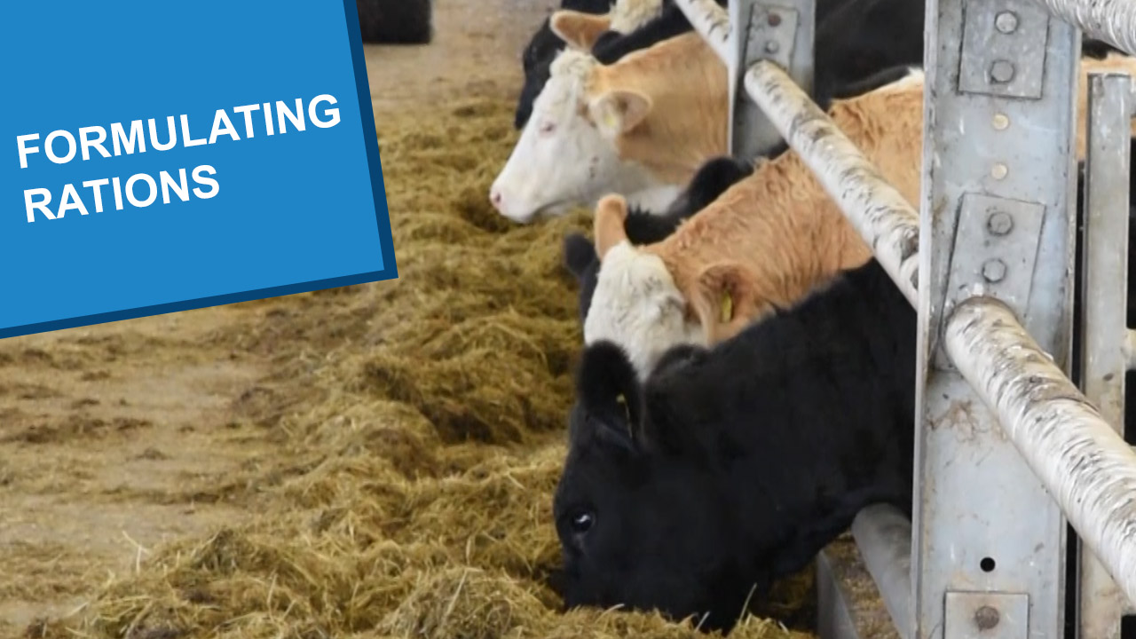 Forages and Feeds: Formulating Rations | Information helping farmers in ...