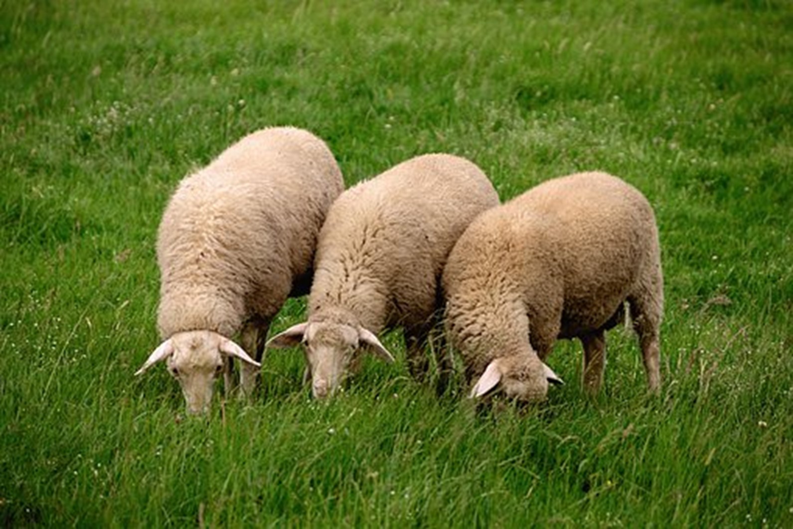 Maedi Visna Information Helping Farmers In Scotland Farm Advisory