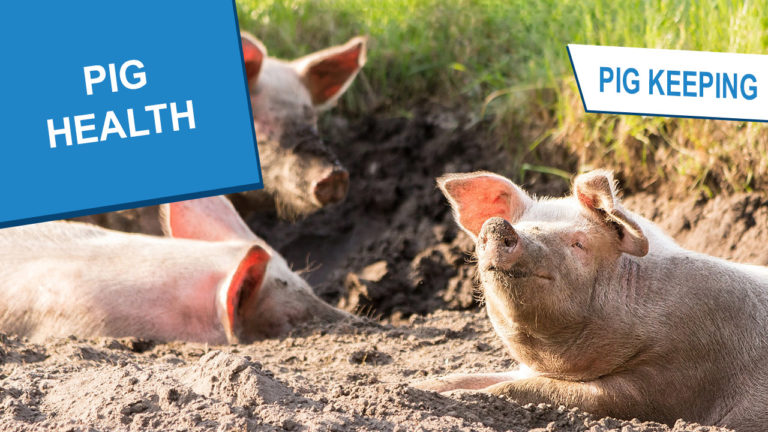 Pig Keeping: Pig Health | Information helping farmers in Scotland ...
