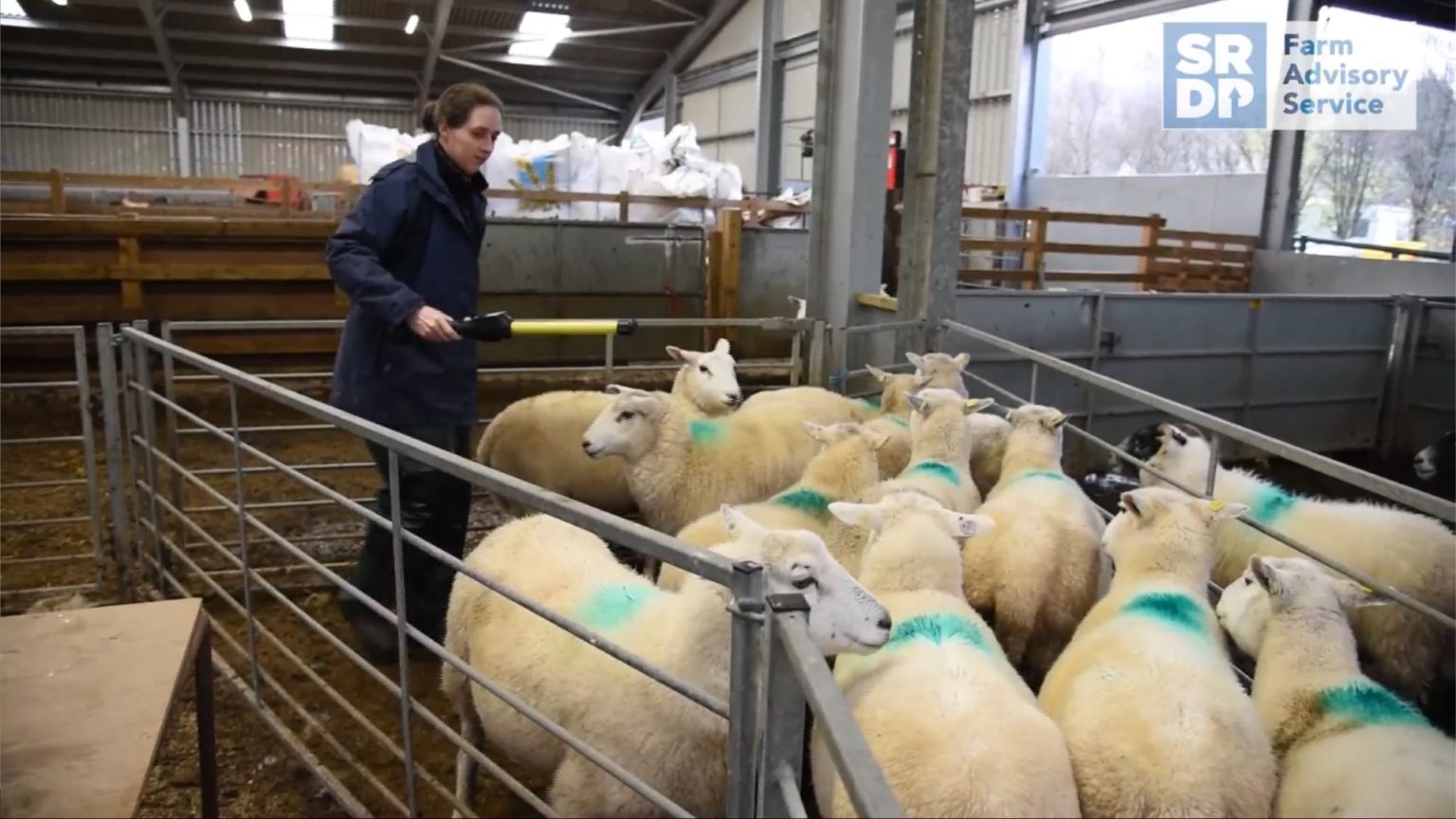 All Sheep | Helping farmers in Scotland