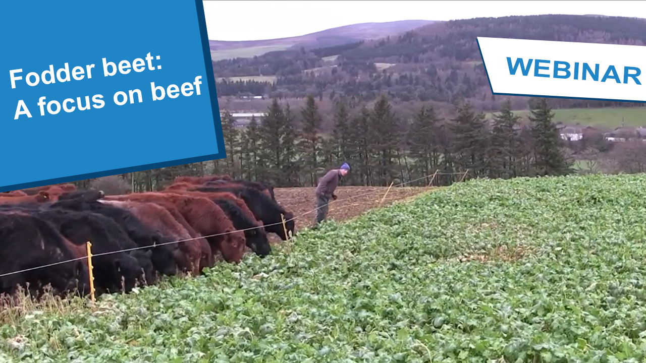 Fodder Beet – A Focus On Beef | Information helping farmers in Scotland ...