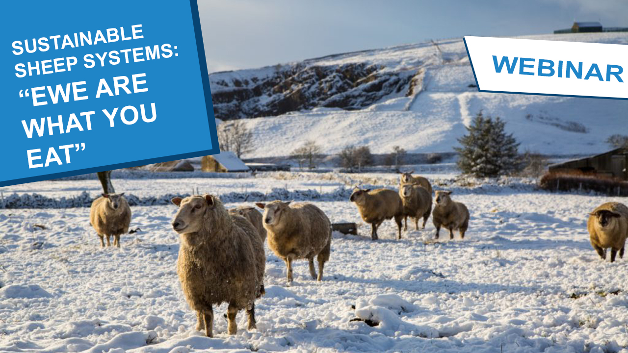 Sustainable Sheep Systems - “Ewe are what ewe eat” (video ...