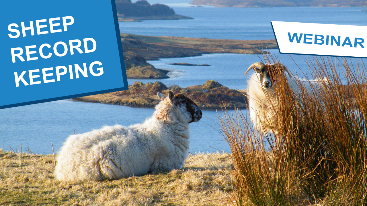 Sheep Record Keeping | Information helping farmers in Scotland | Farm ...