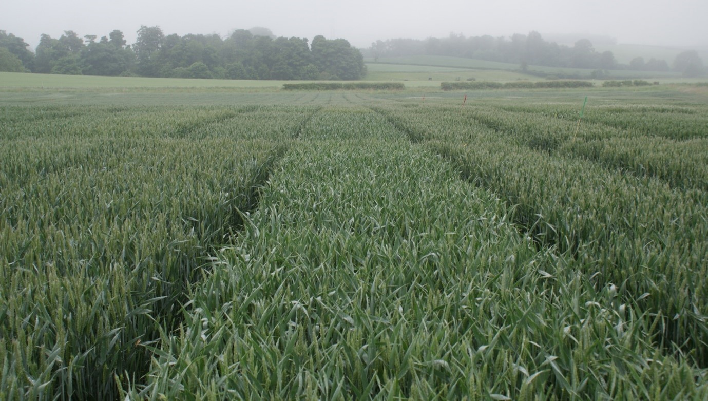 Cropcast: Spring Barley Disease | Information helping farmers in ...