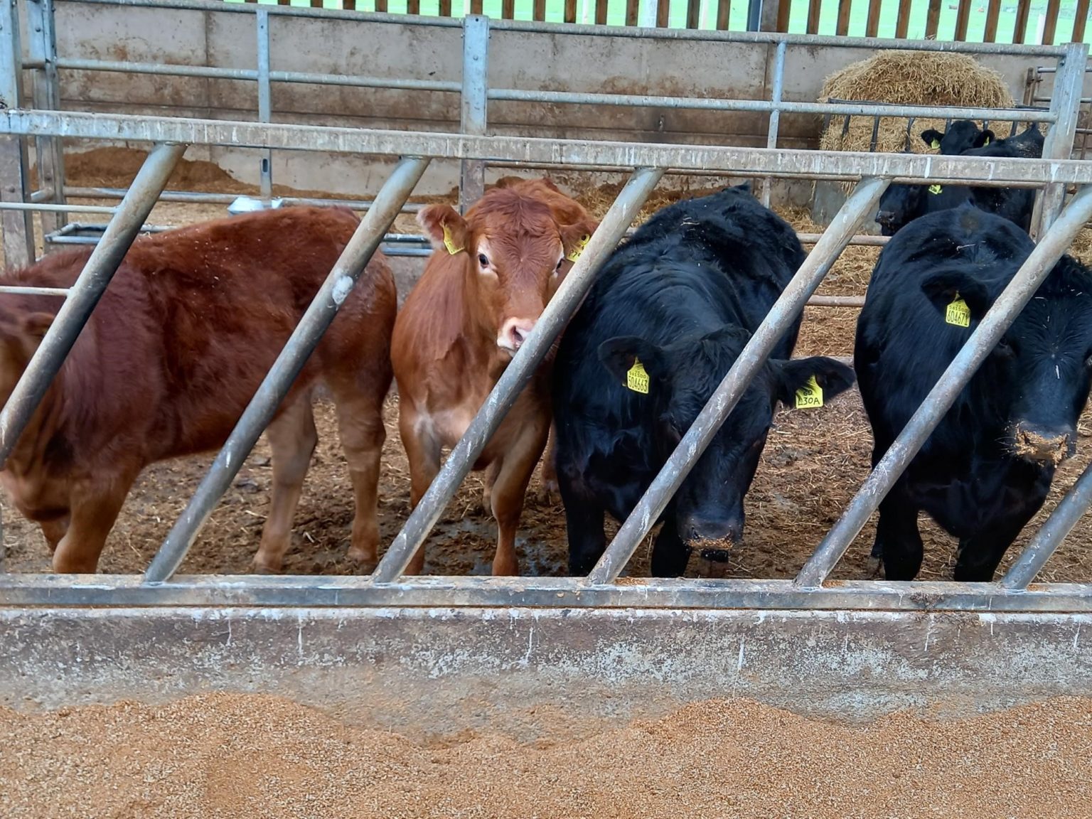 Technical Note (TN 749): Treatments To Grain For Feeding Ruminants ...
