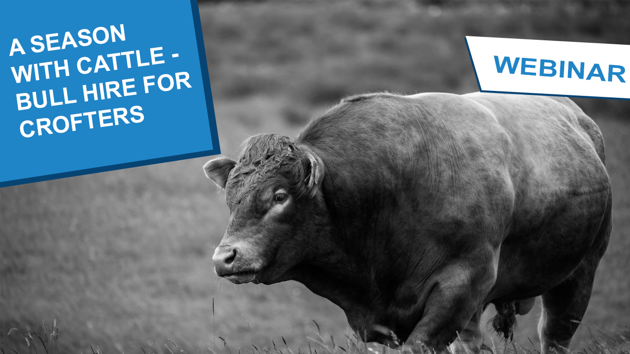Croft & Small Farms: A Season with Cattle – Bull Hire for Crofters ...