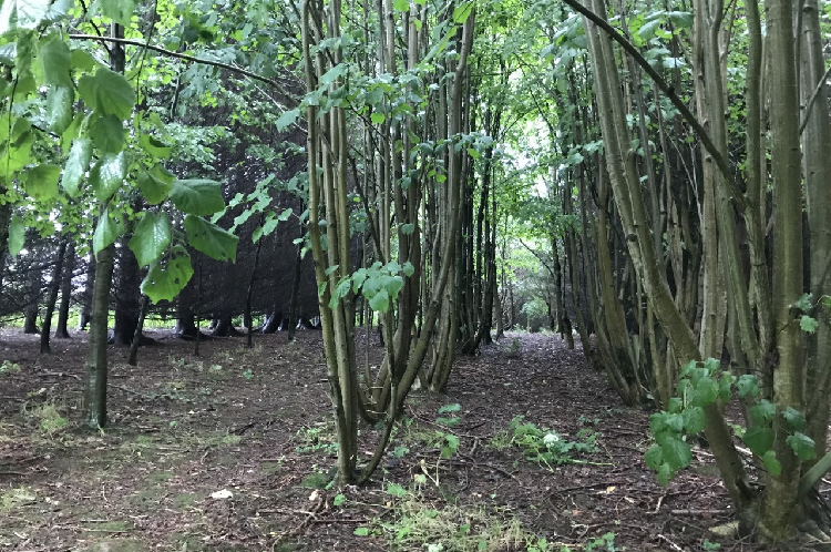 Woodland Management | Helping farmers in Scotland | Farm Advisory Service