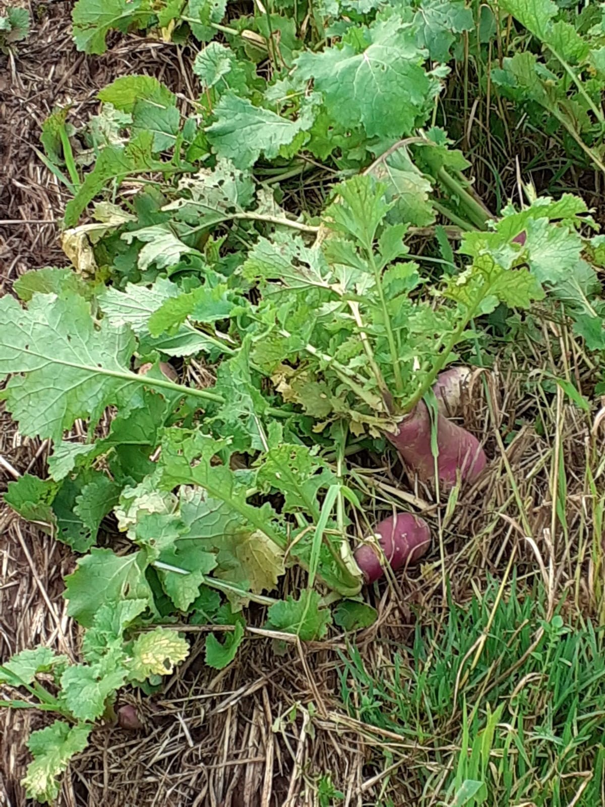 Establishing Forage in a Standing Crop | Helping farmers in Scotland
