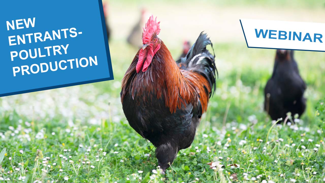 Poultry Production (webinar) | Information helping farmers in Scotland ...