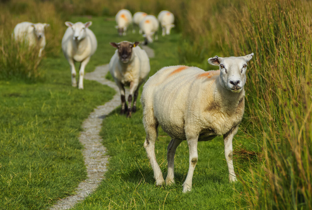 Sustainable Sheep Systems – Getting on top of lameness | Information ...