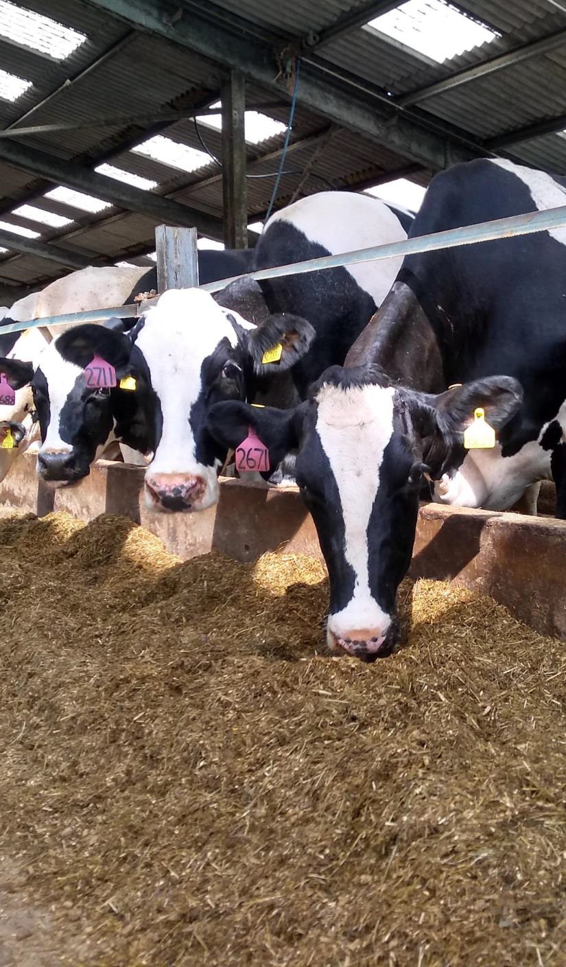 Milk Manager News September 2021 | Information helping farmers in ...