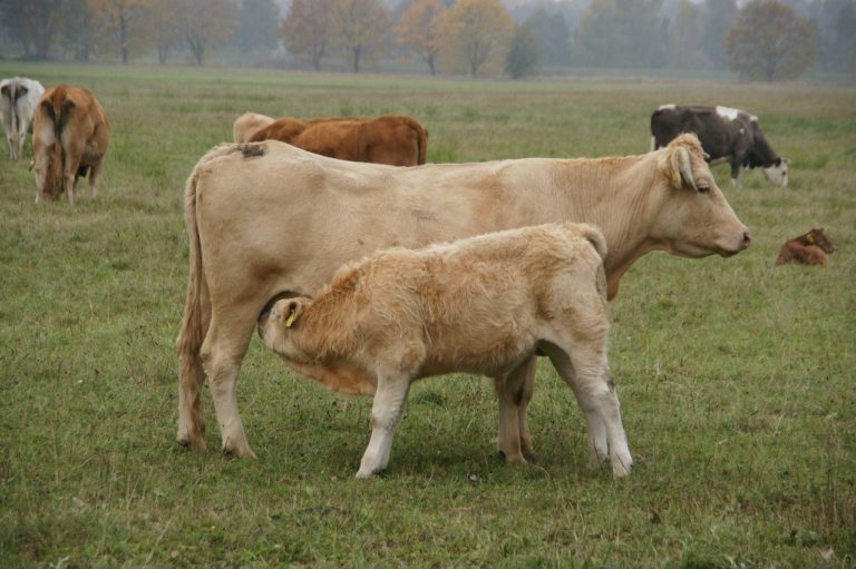 Body Condition Scoring Suckler Cows | Helping farmers in Scotland