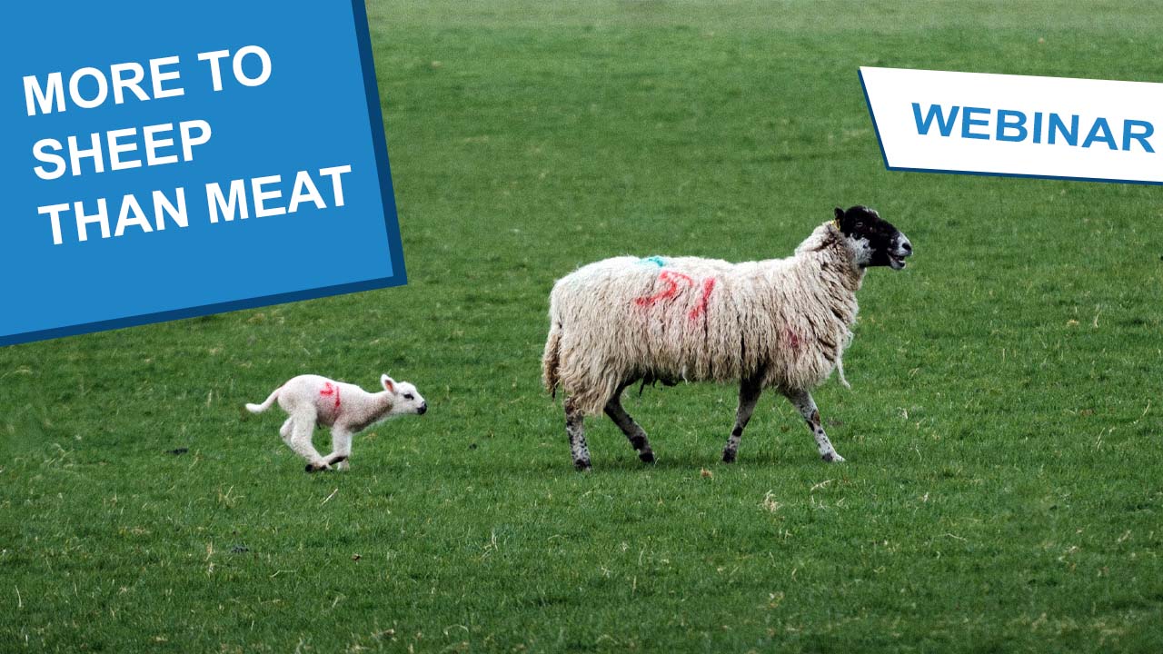More To Sheep Than Meat (webinar) | Information helping farmers in ...