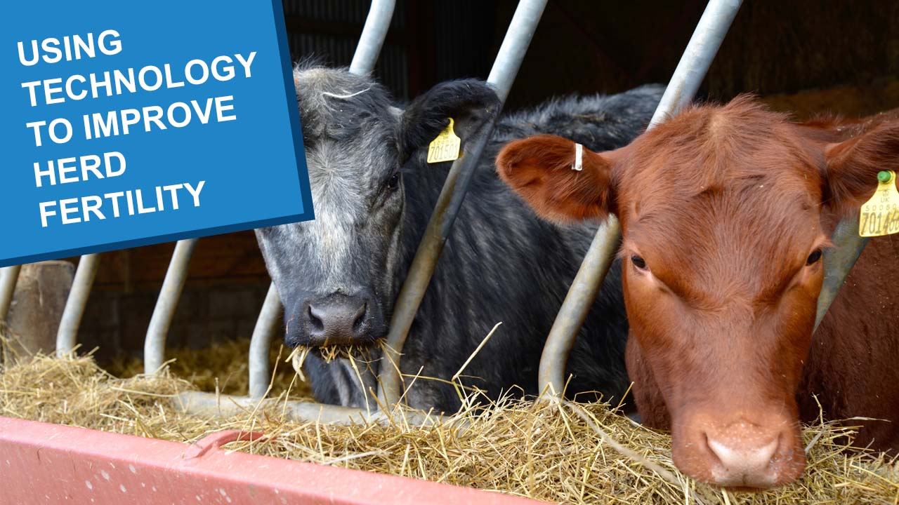 Using Technology to Improve Herd Fertility | Information helping ...