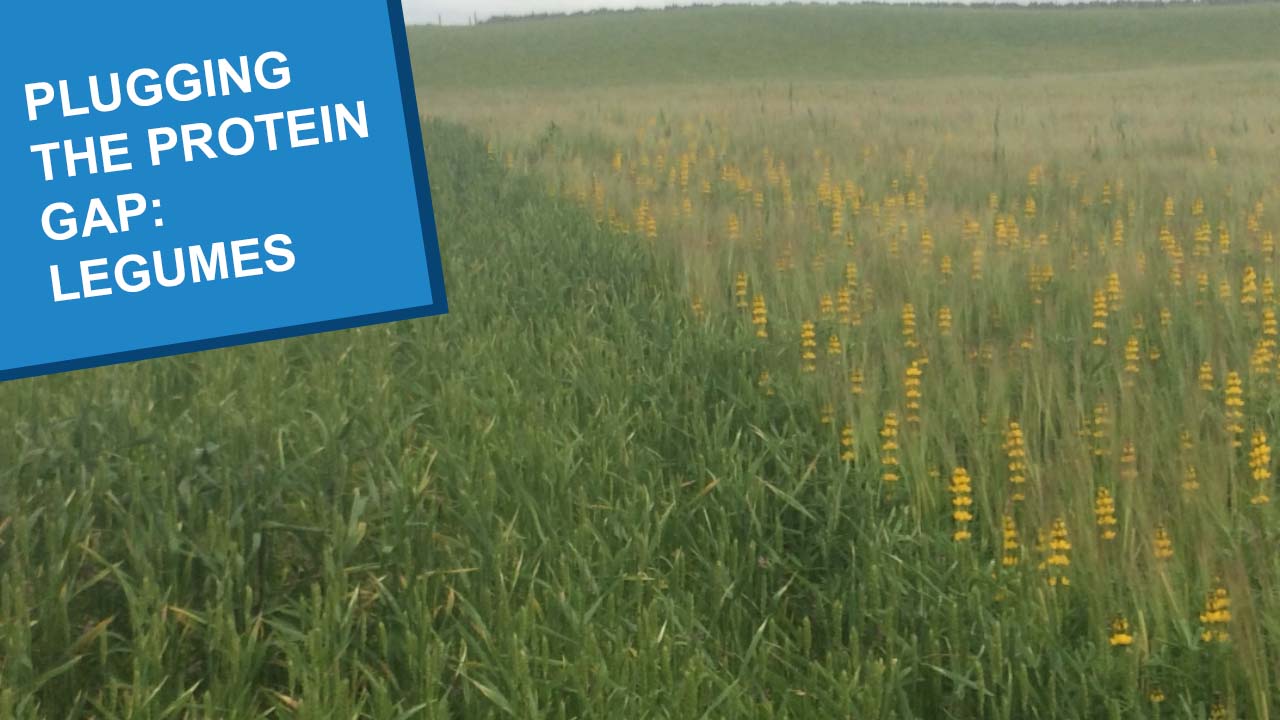 Plugging The Protein Gap: Legumes | Information helping farmers in ...