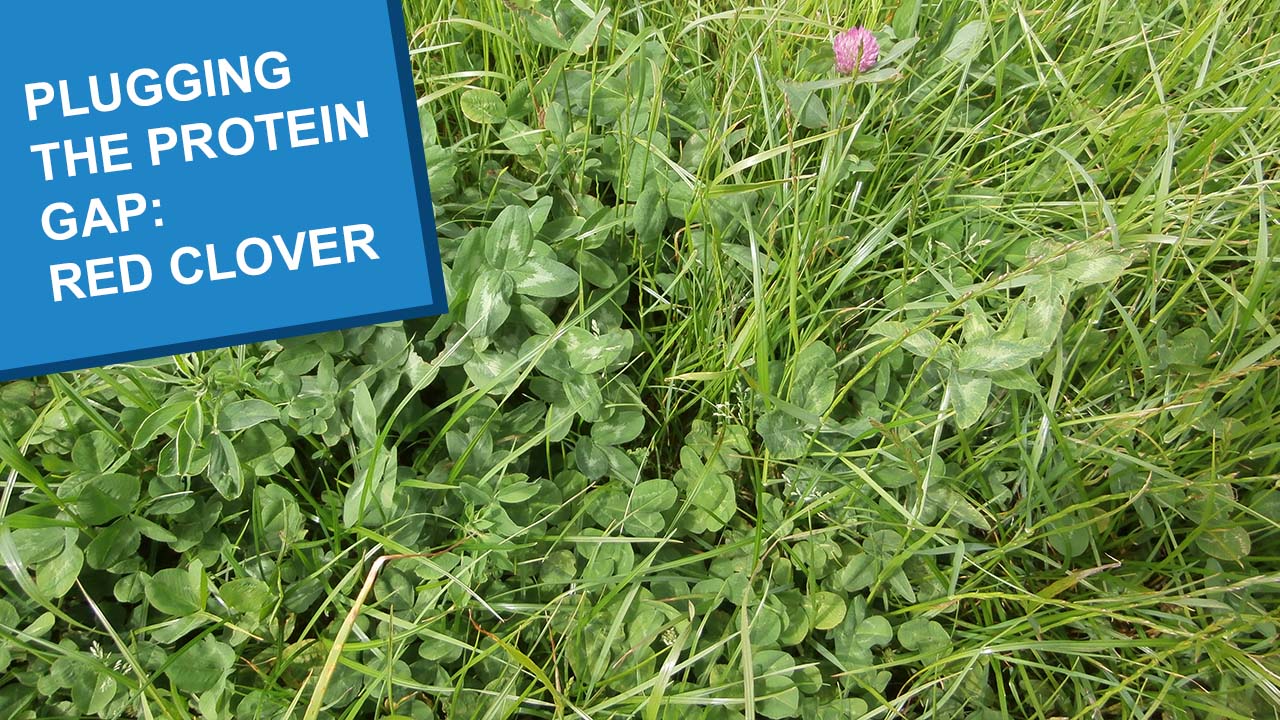 Plugging The Protein Gap: Red Clover | Information helping farmers in ...