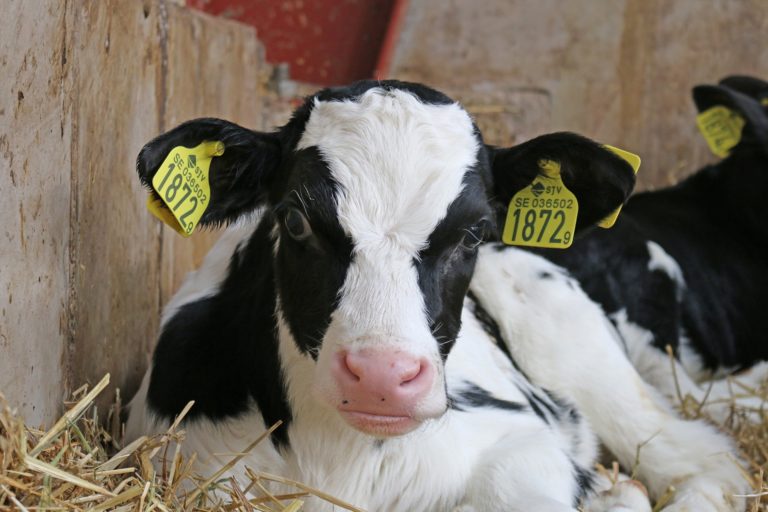 A Guide to Pre-Weaning Nutrition of Dairy Beef Calves | Helping farmers ...