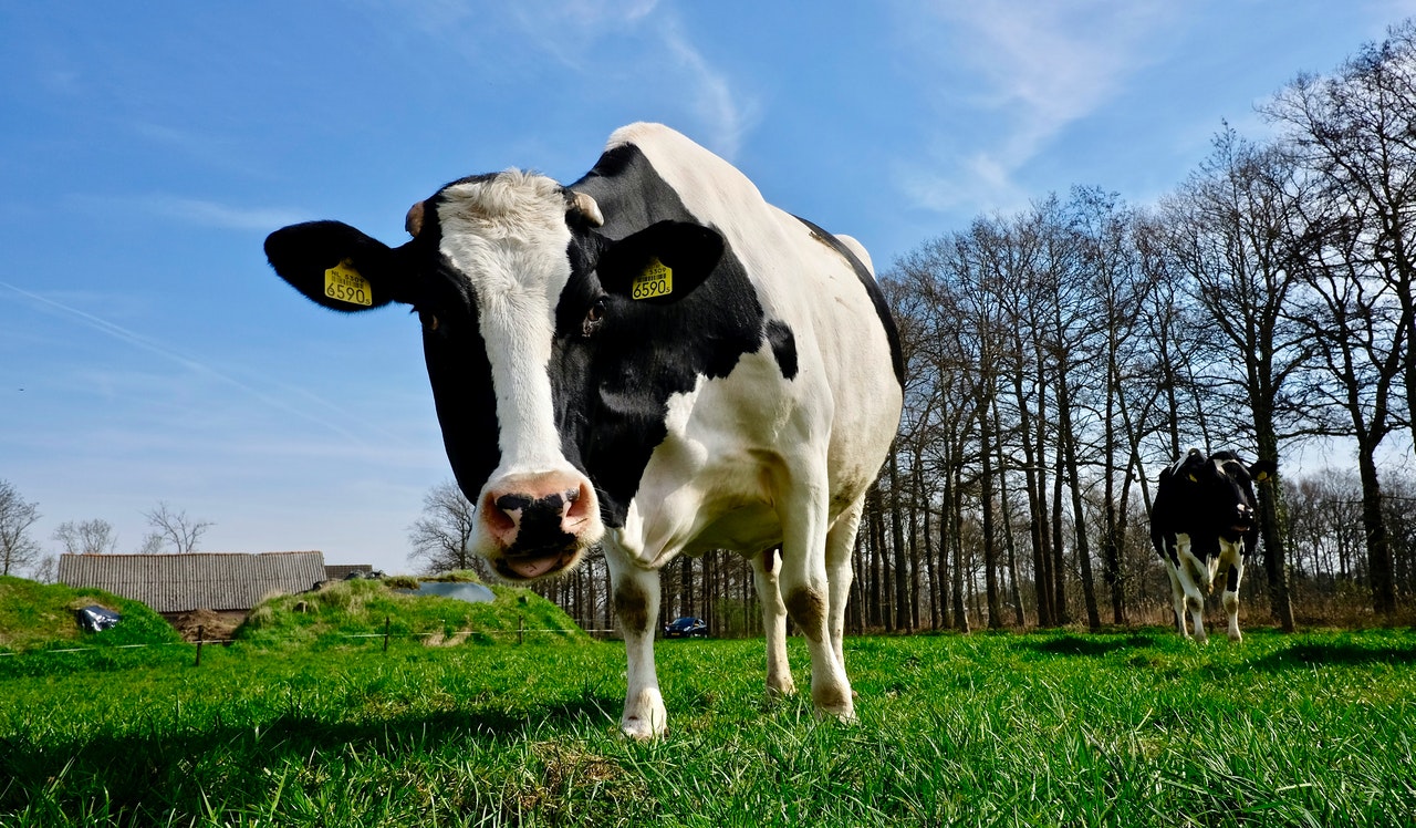 The Benefits of Rumination Monitoring | Helping farmers in Scotland ...