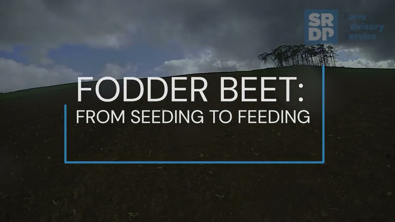 Forage Crop vLog: Fodder Beet, From Seeding To Feeding | Information ...