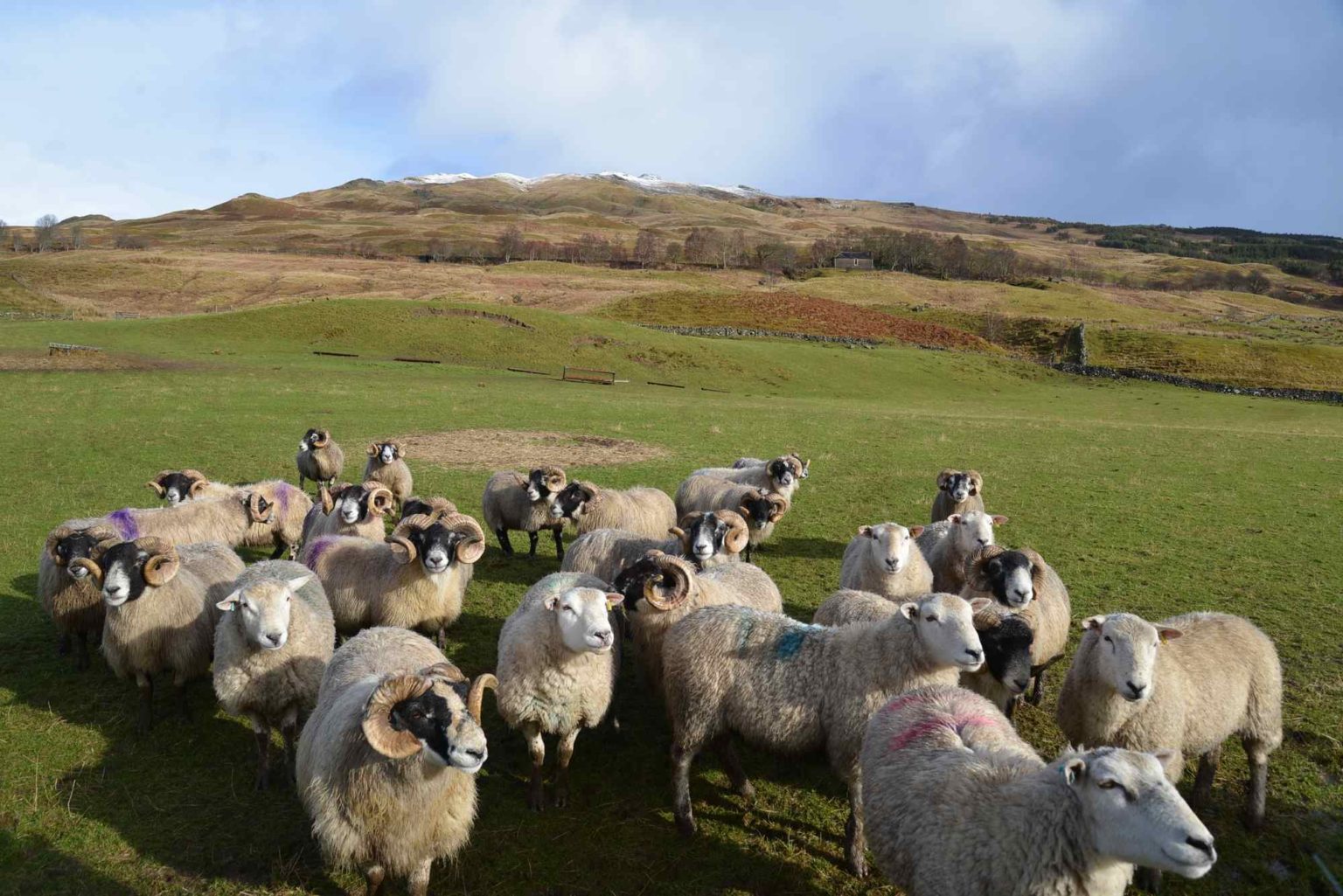 All Sheep | Helping farmers in Scotland
