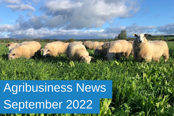 Agribusiness News September 2022 - Sector Focus: Sheep | Helping farmers in Scotland | Farm ...