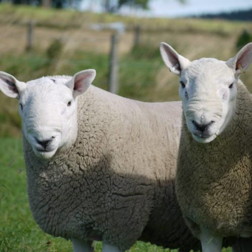 Tupping | Helping farmers in Scotland | Farm Advisory Service